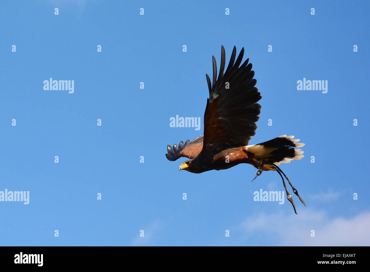 Desert buzzard in german falconry Stock Photo - Alamy