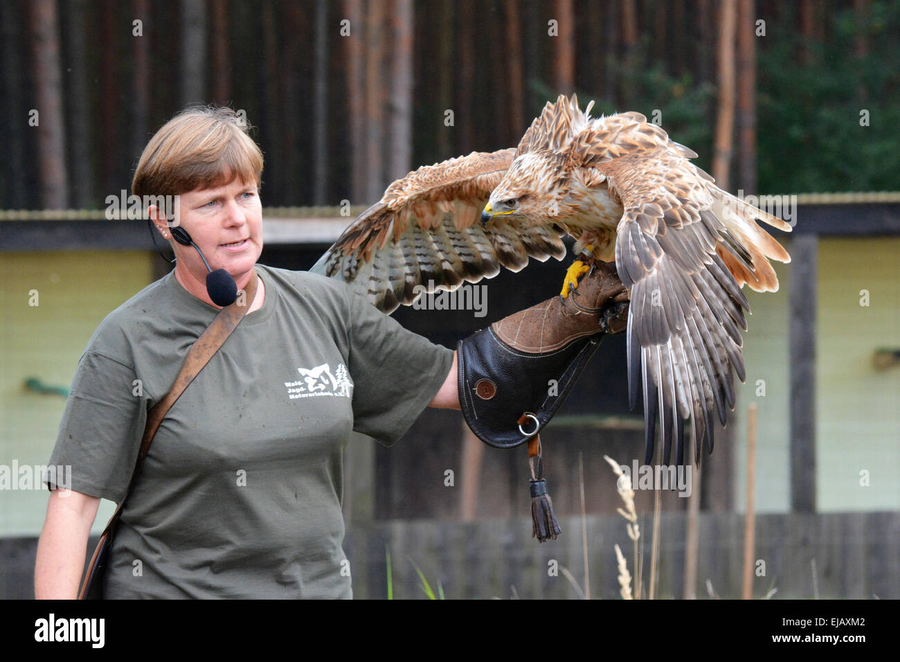 German falconer with Bussard Eagle Stock Photo - Alamy