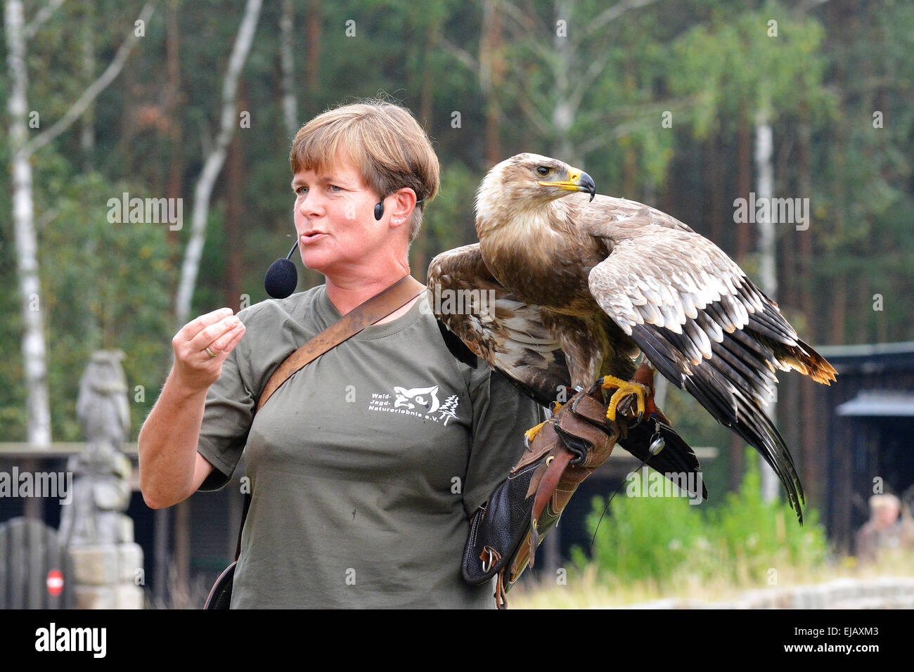 German falconer with Bussard Eagle Stock Photo - Alamy