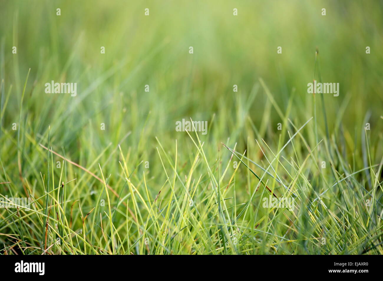 Botanik gras hi-res stock photography and images - Alamy