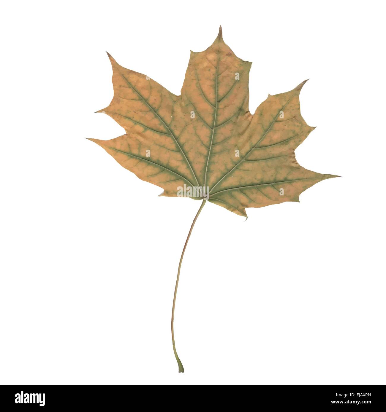 one autunm leaf Stock Photo - Alamy