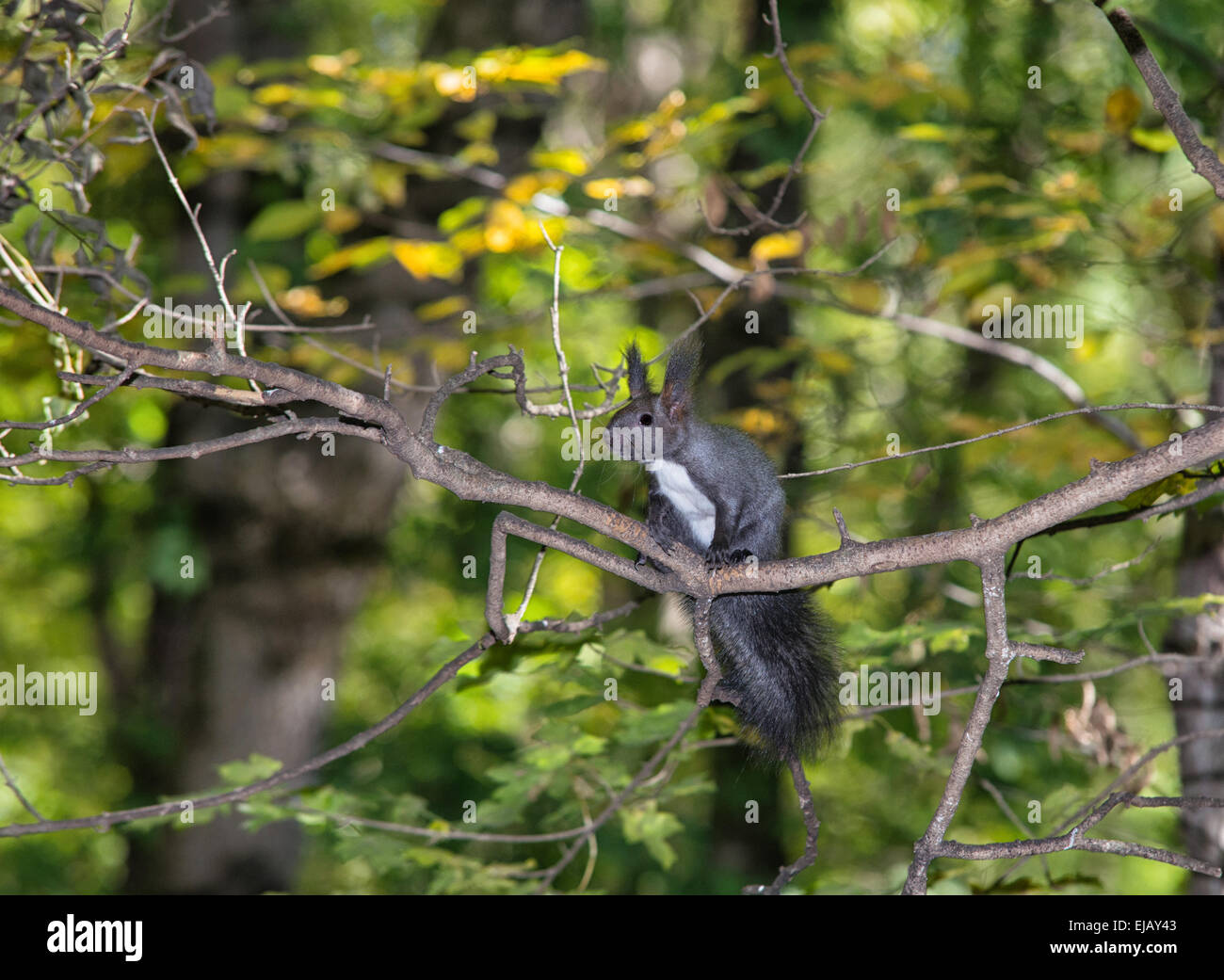 Squirrel on a Tree Stock Photo - Alamy