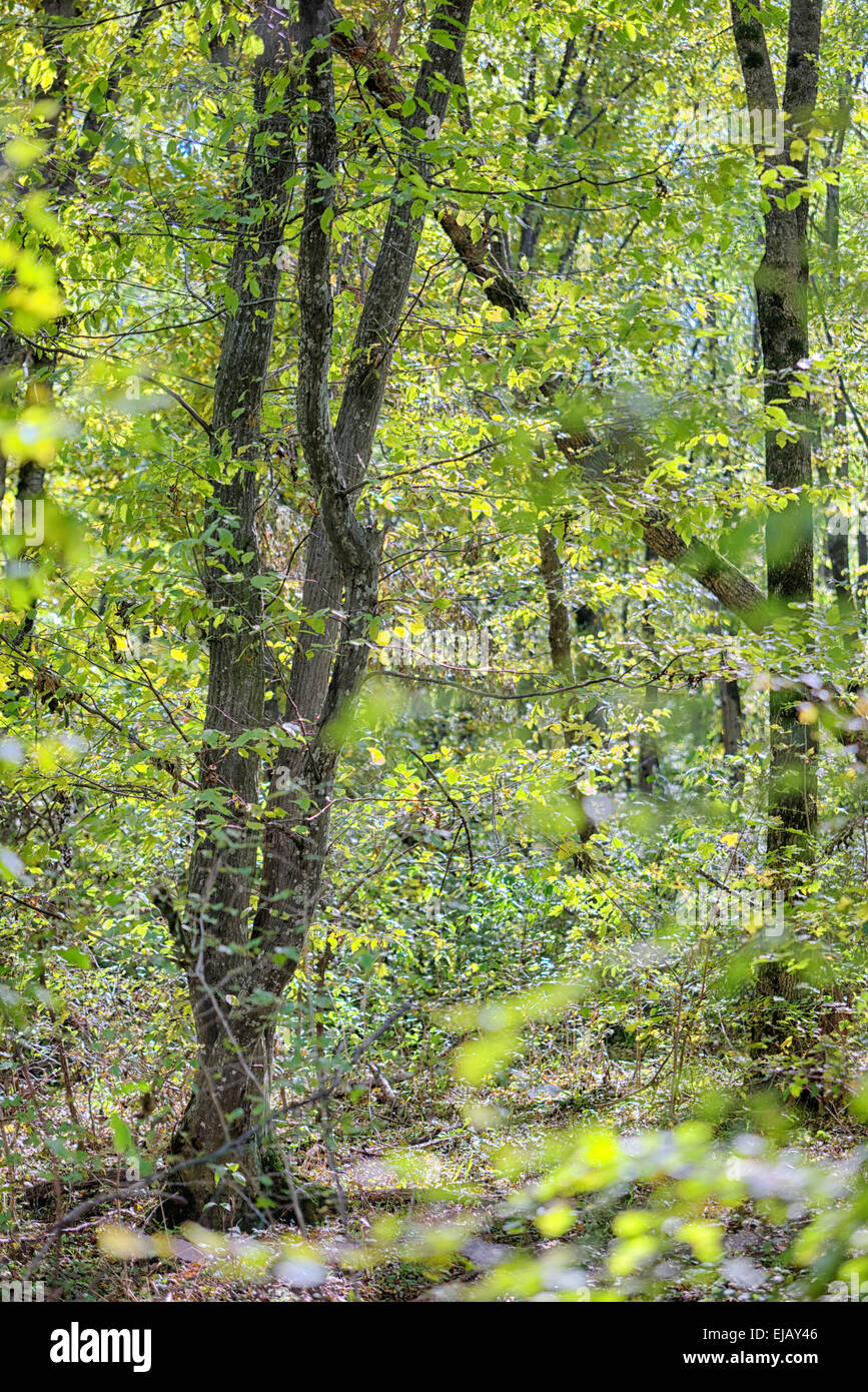 Beautiful dense forest Stock Photo - Alamy