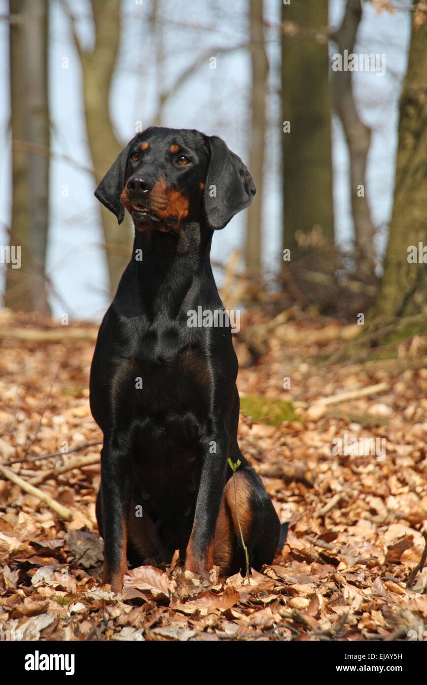 Black hound hi-res stock photography and images - Alamy
