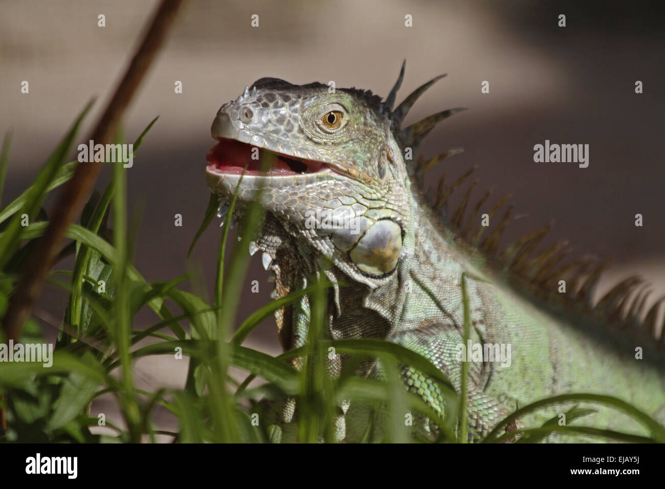 Common iguana hi-res stock photography and images - Alamy