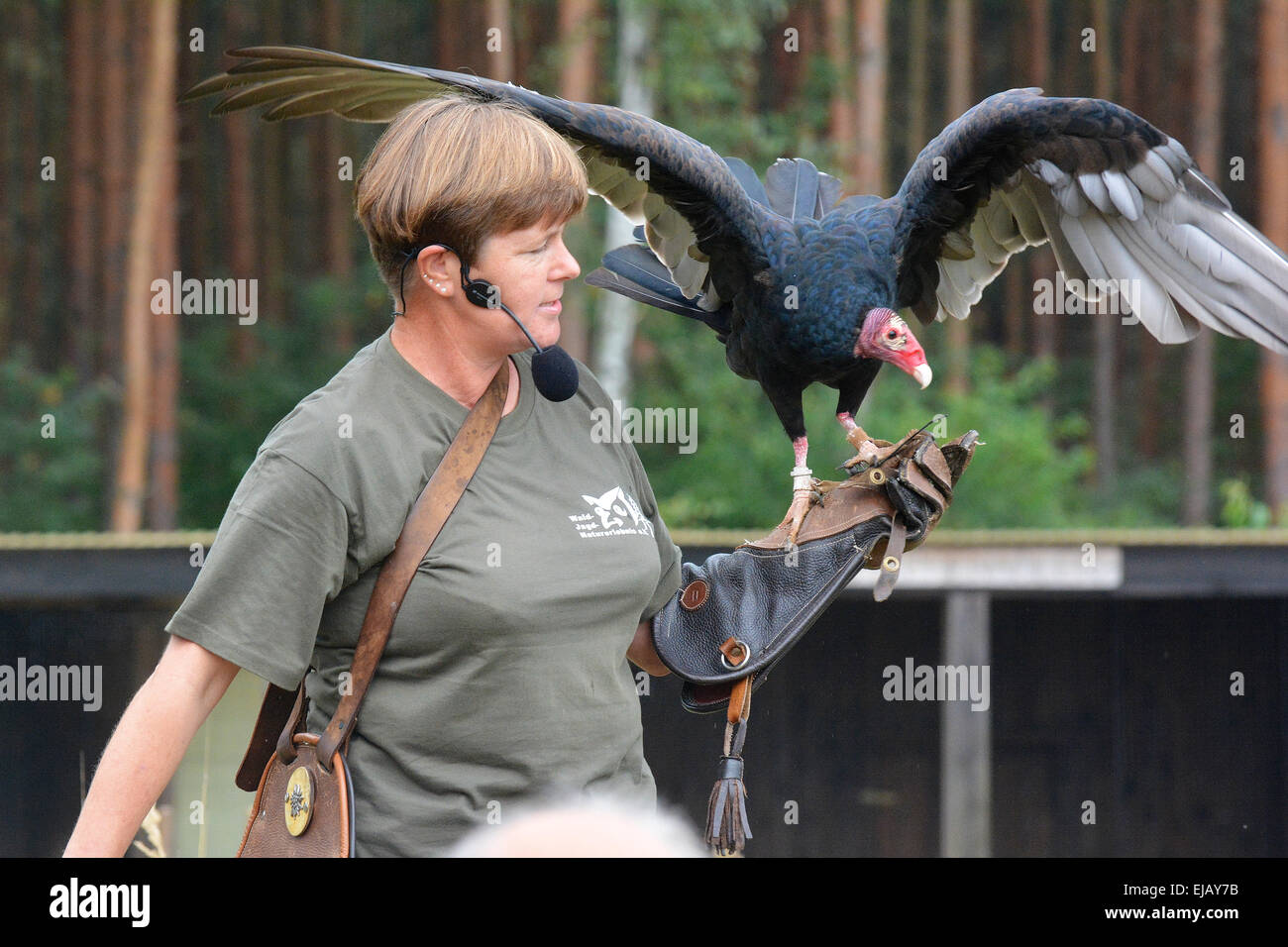 German falconer with turkey vulture Stock Photo - Alamy