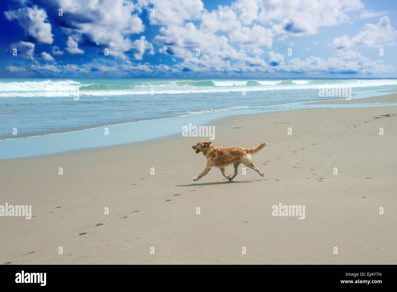 Labrador Retriever playing at the beach Stock Photo - Alamy
