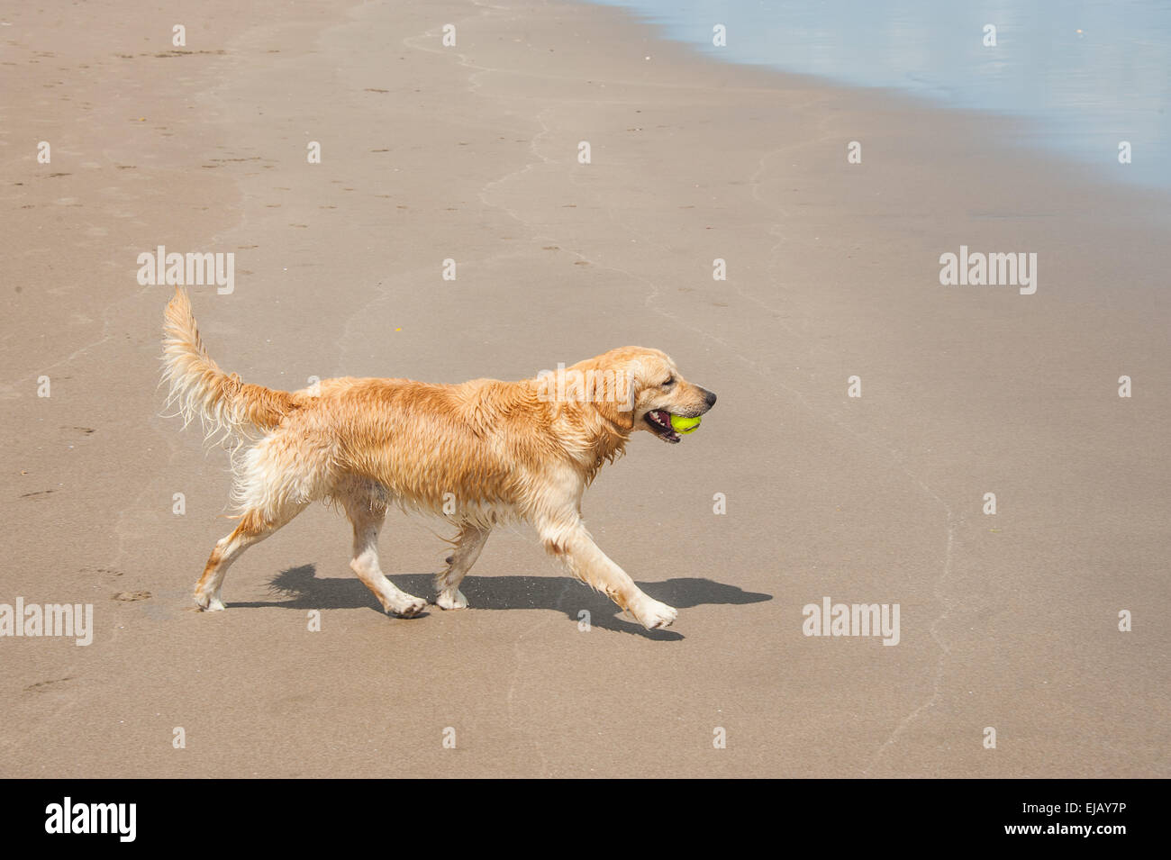 Labrador Retriever playing at the beach Stock Photo - Alamy