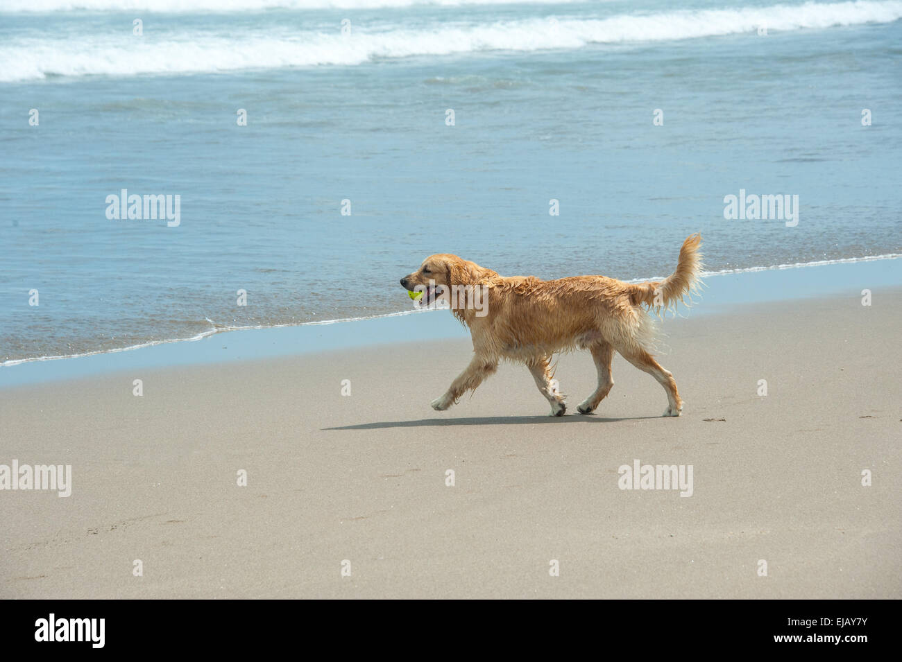 Labrador Retriever playing at the beach Stock Photo - Alamy