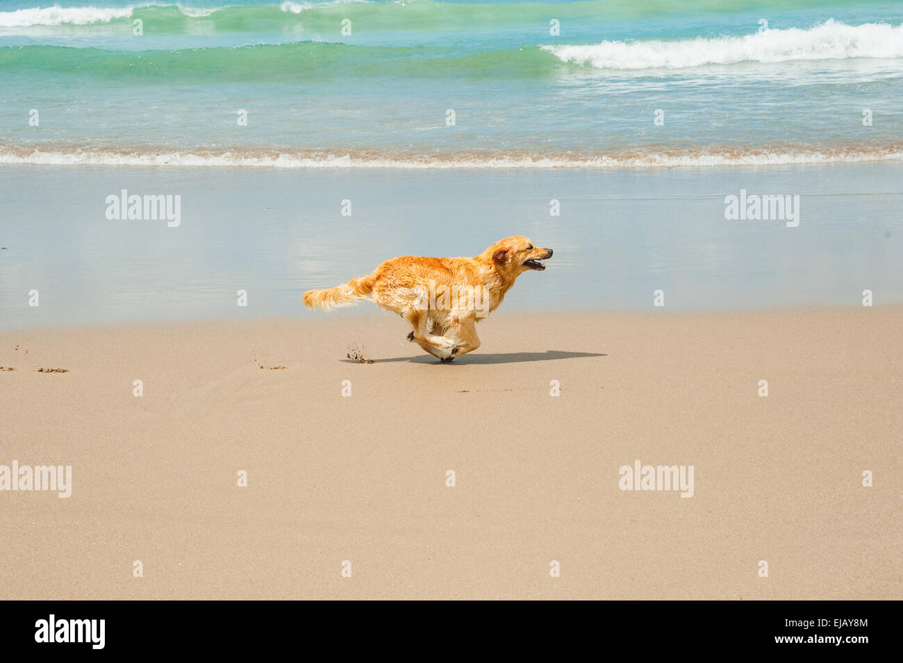 Labrador golden retriever waves water hi-res stock photography and ...