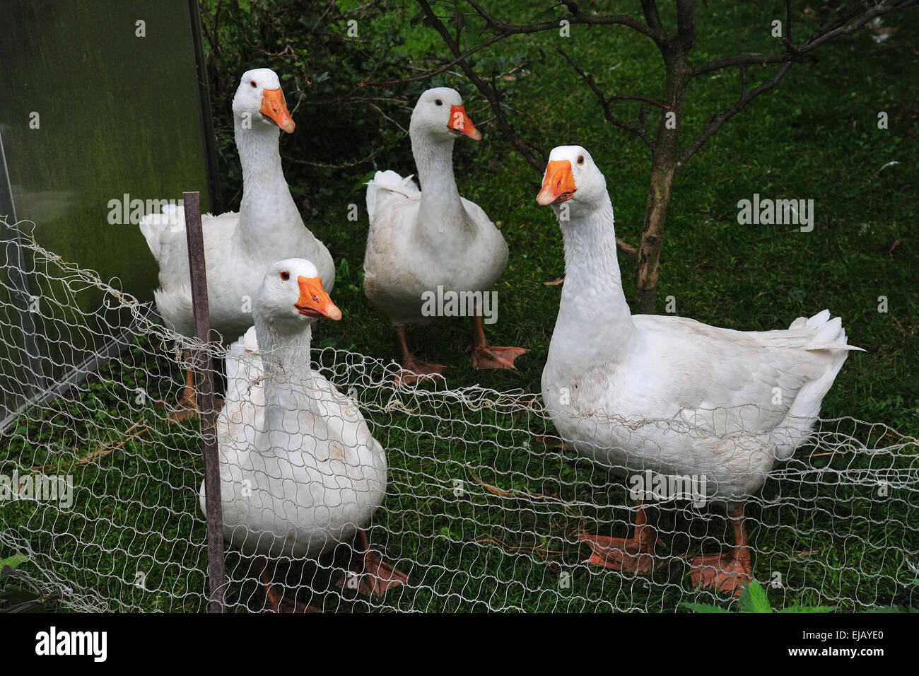 Curious white geese Stock Photo - Alamy