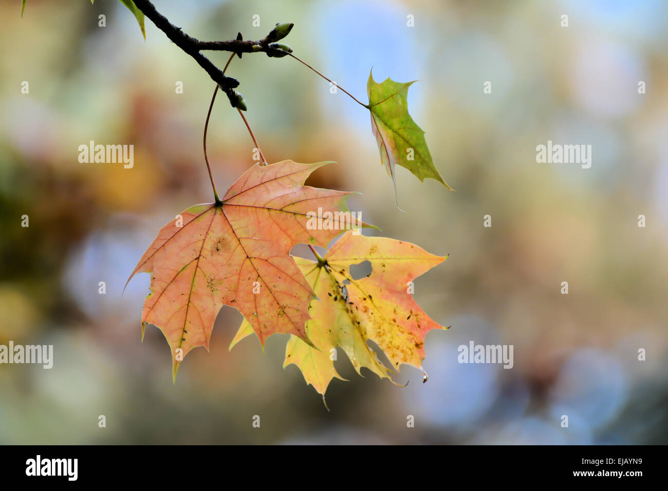 Autumn shapes hi-res stock photography and images - Alamy