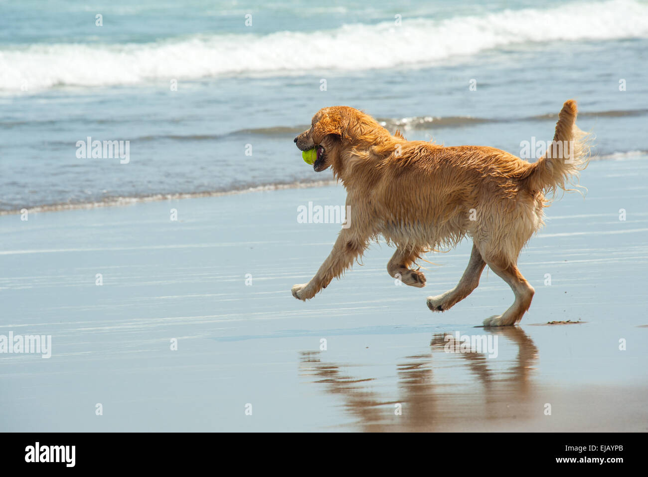 Labrador Retriever playing at the beach Stock Photo - Alamy