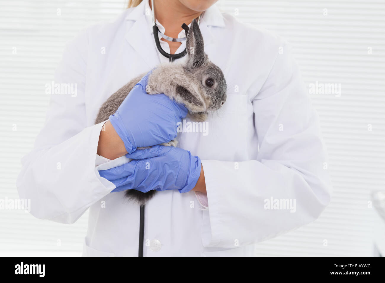Vet holding a small rabbit Stock Photo - Alamy