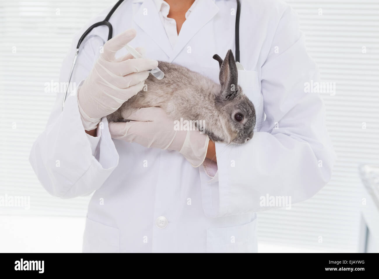 Female vet rabbit hi-res stock photography and images - Alamy