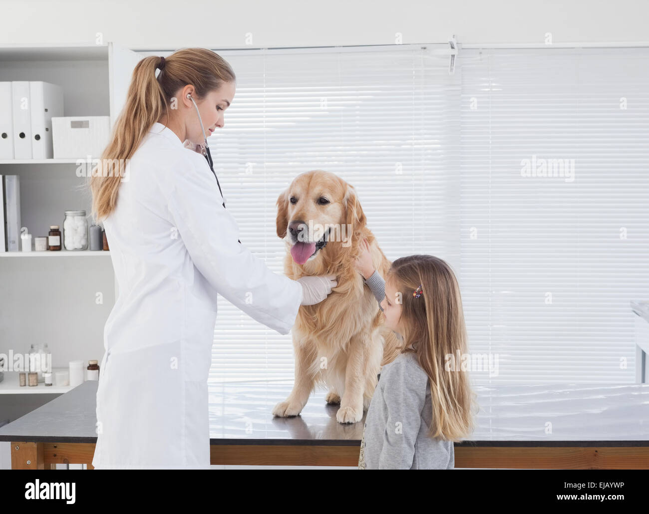 Happy vet checking a labrador Stock Photo - Alamy