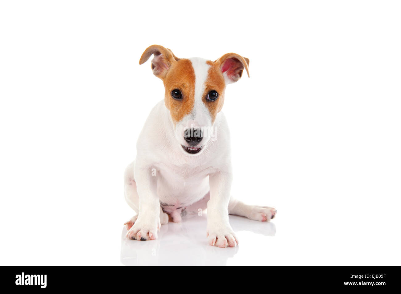 Jack russell terrier Stock Photo - Alamy