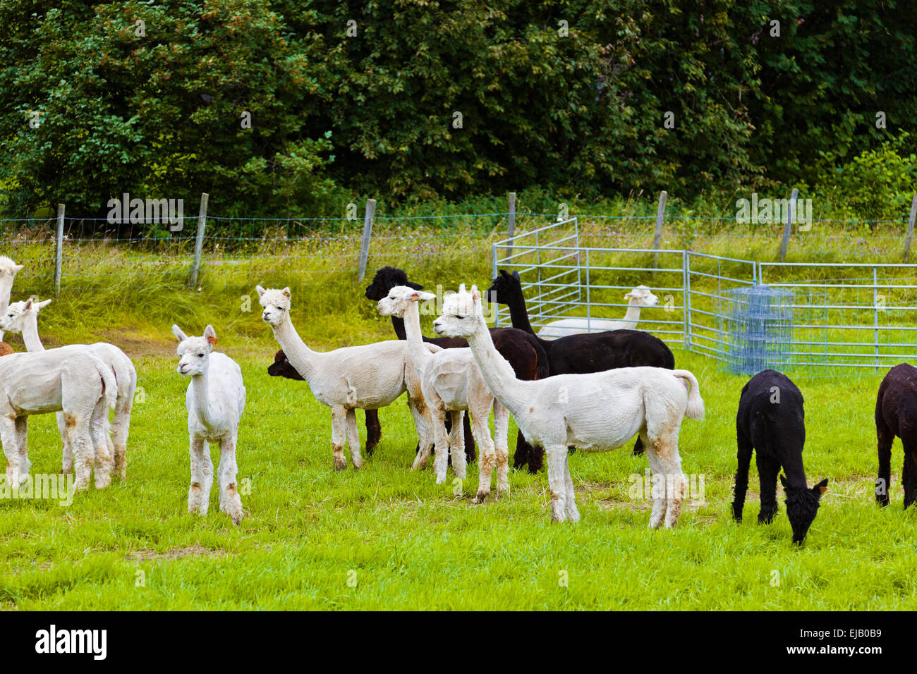 Llamas on farm in Norway Stock Photo - Alamy