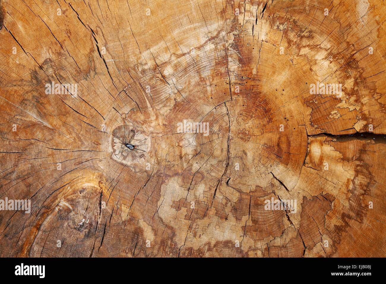 Rough tree trunk hi-res stock photography and images - Alamy