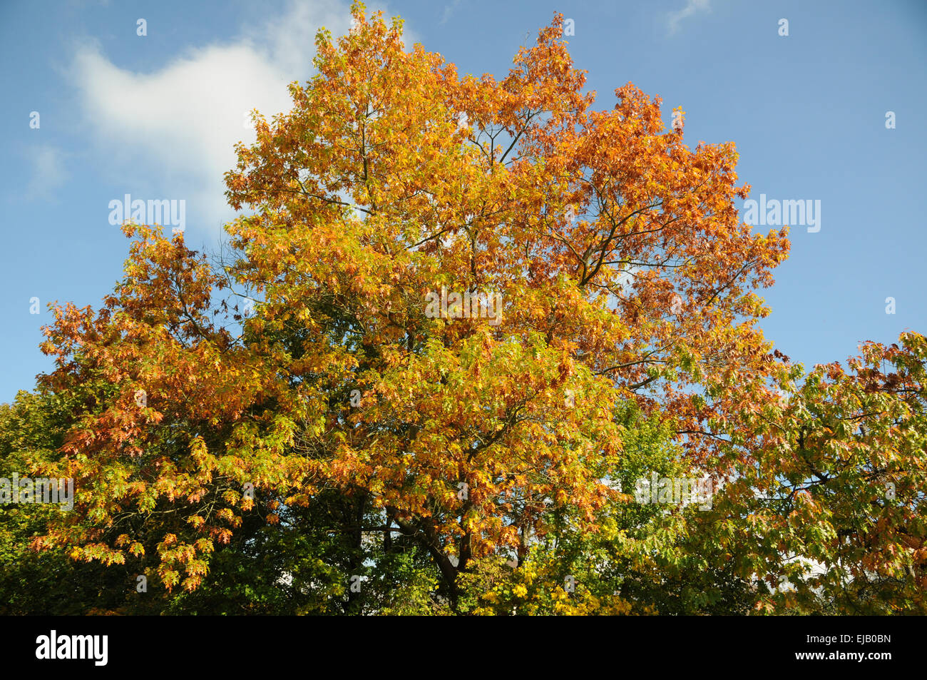 American red oak Stock Photo - Alamy