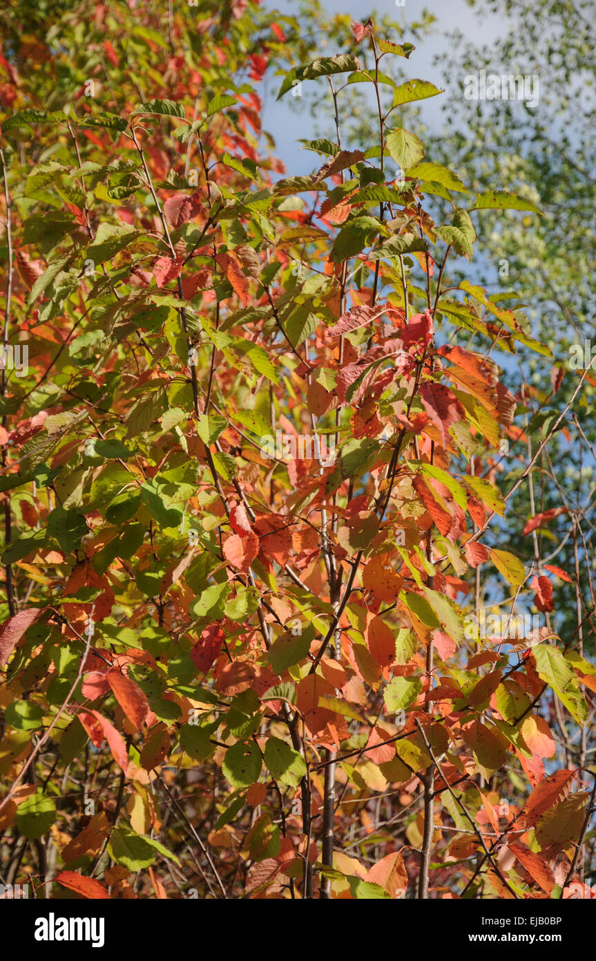 Sweet cherry tree Stock Photo - Alamy