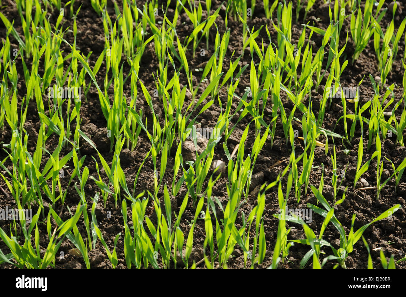 Bunt wheat hi-res stock photography and images - Alamy