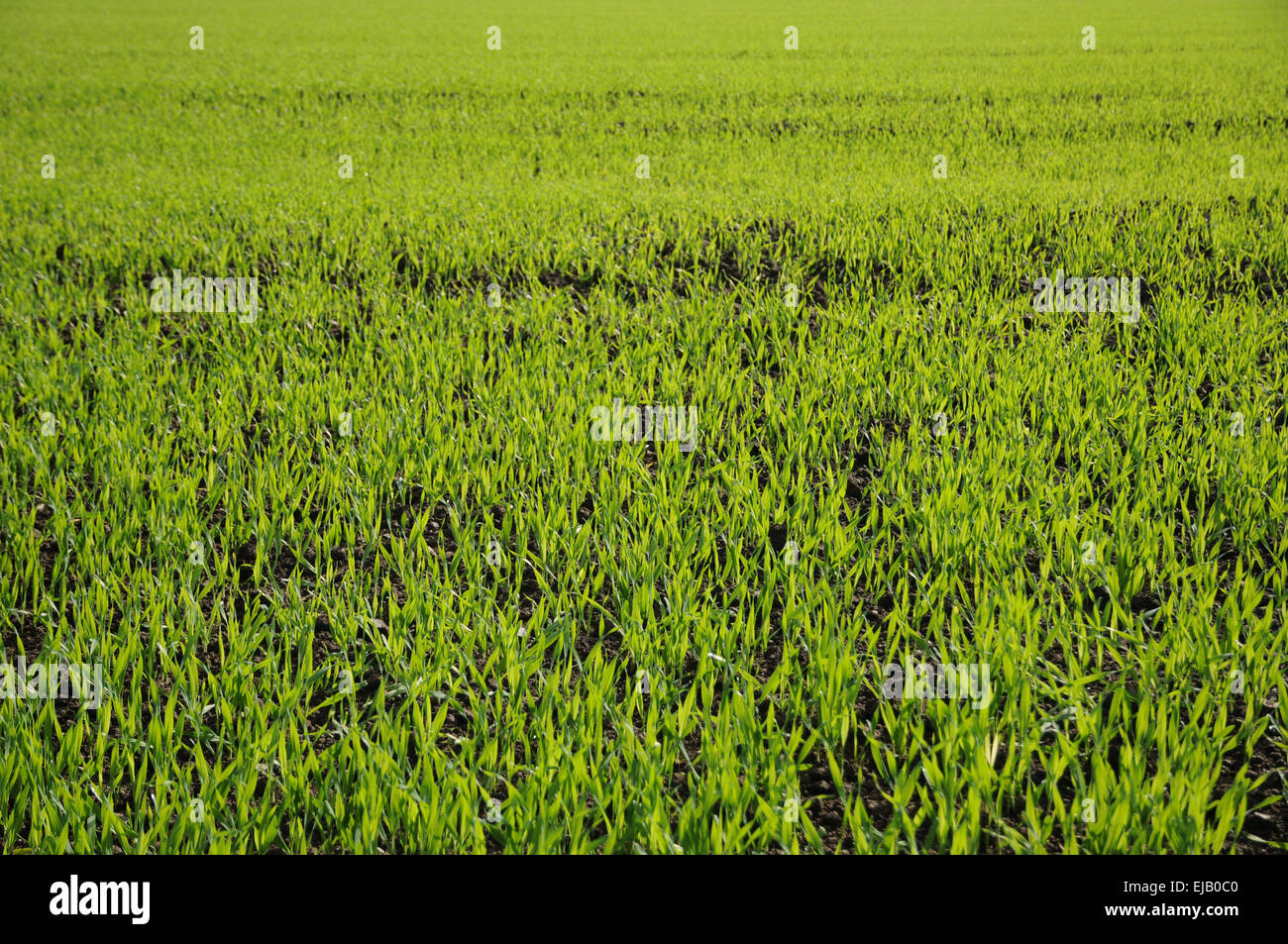 Reifer baum hi-res stock photography and images - Alamy