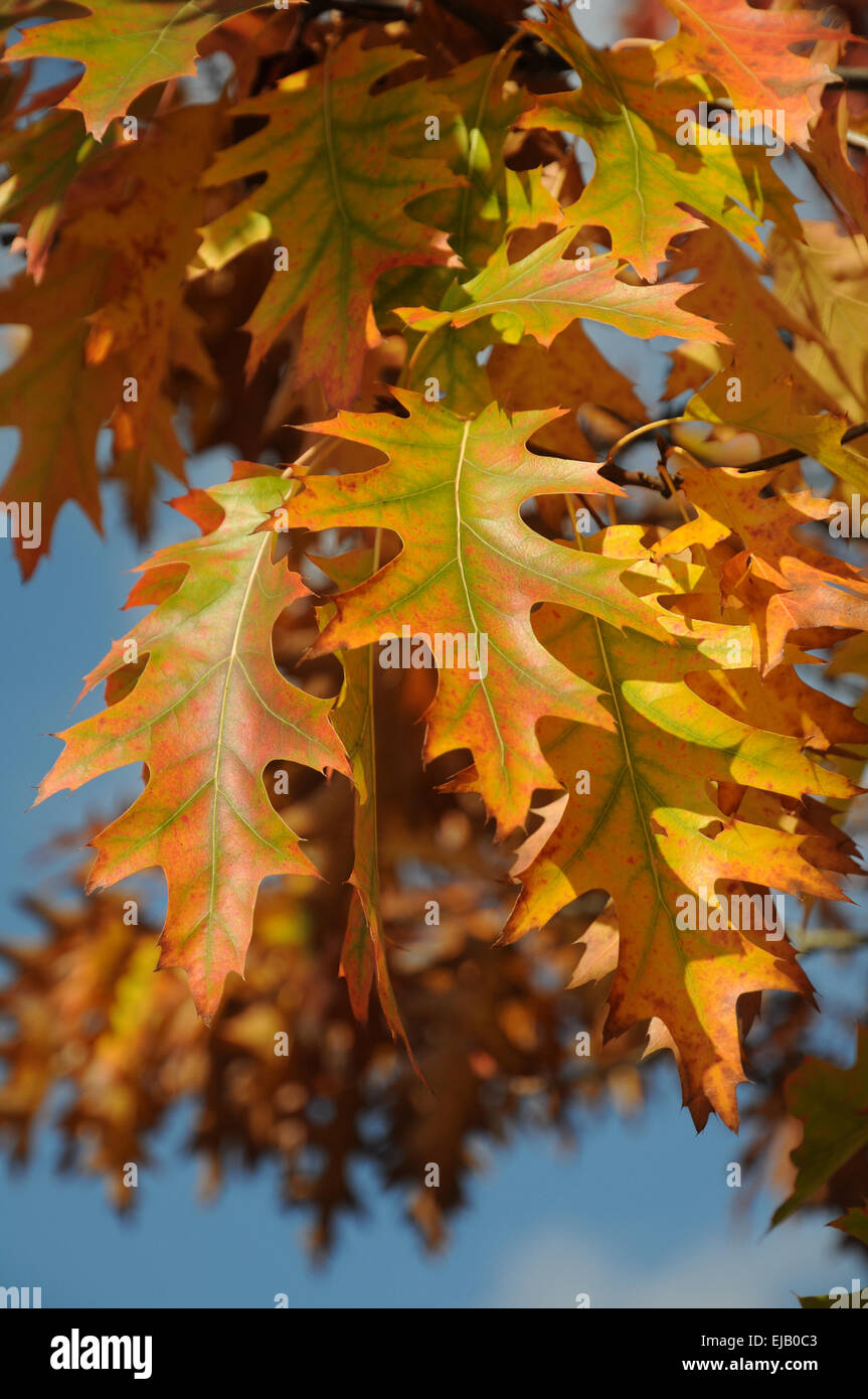 American red oak Stock Photo - Alamy