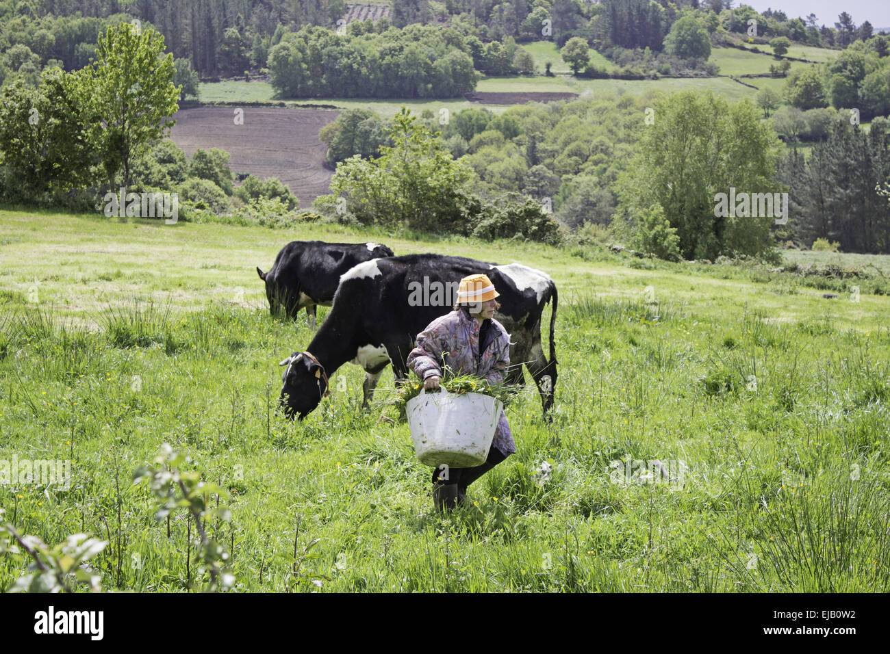 Cows and farmers working in the fields, nature and animals Stock Photo ...