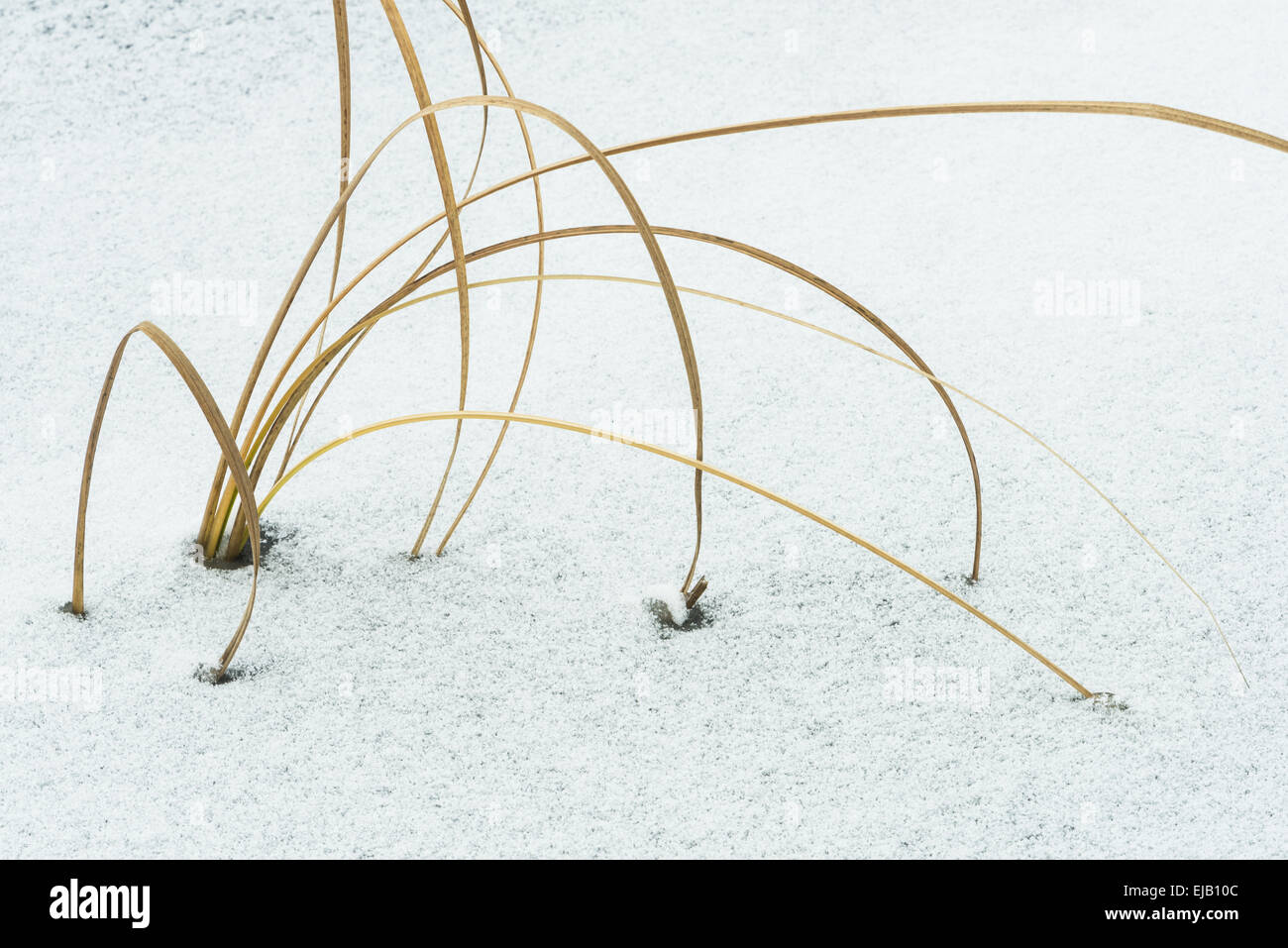 blades of reed in a frozen lake, Lapland, Sweden Stock Photo - Alamy