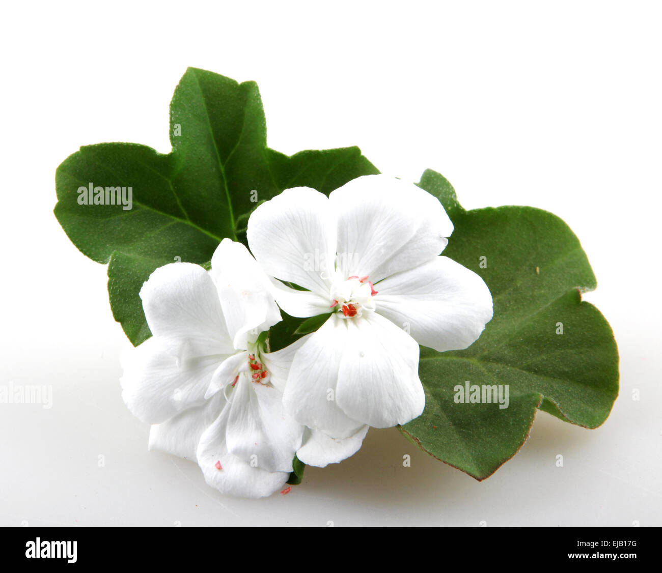 Geranium Pelargonium Flowers Stock Photo - Alamy
