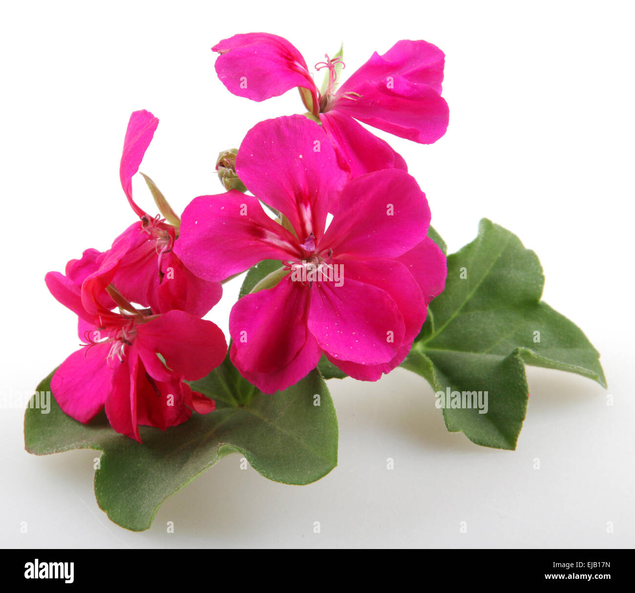 Geranium Pelargonium Flowers Stock Photo - Alamy