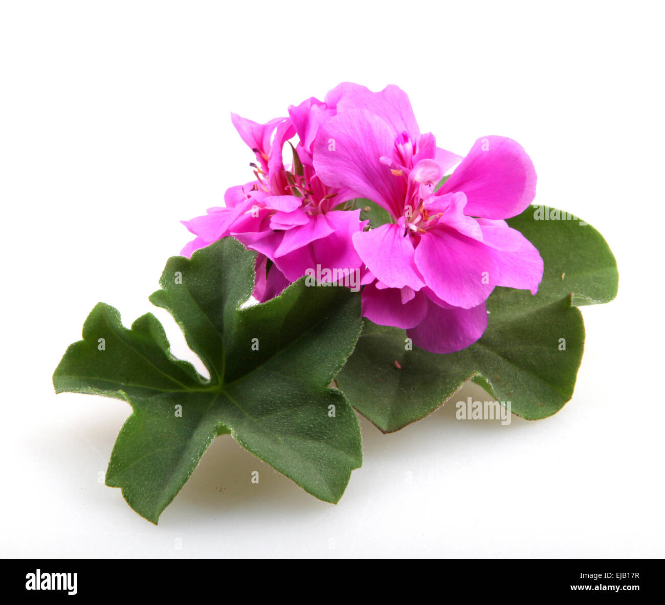 Geranium Pelargonium Flowers Stock Photo - Alamy