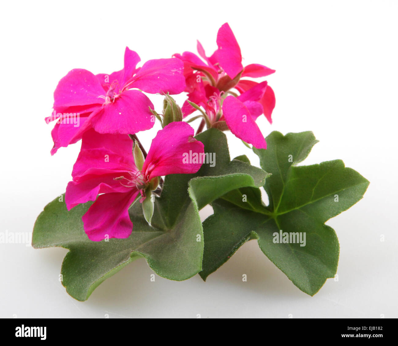 Geranium Pelargonium Flowers Stock Photo - Alamy