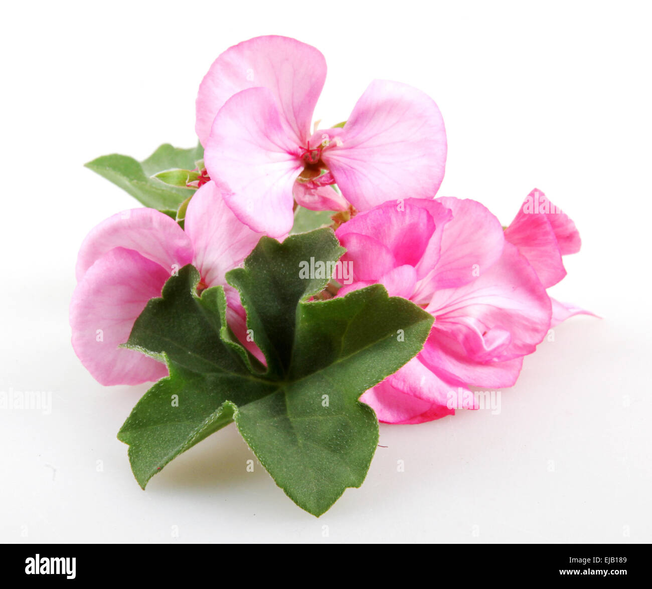 Geranium Pelargonium Flowers Stock Photo - Alamy