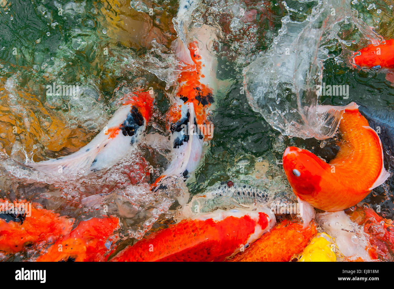 Colorful Koi carp Stock Photo - Alamy