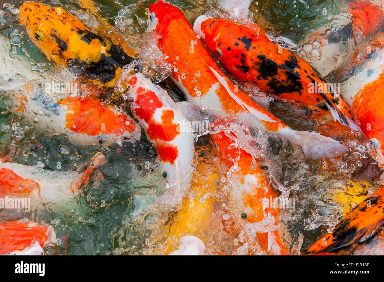 Colorful Koi carp Stock Photo - Alamy