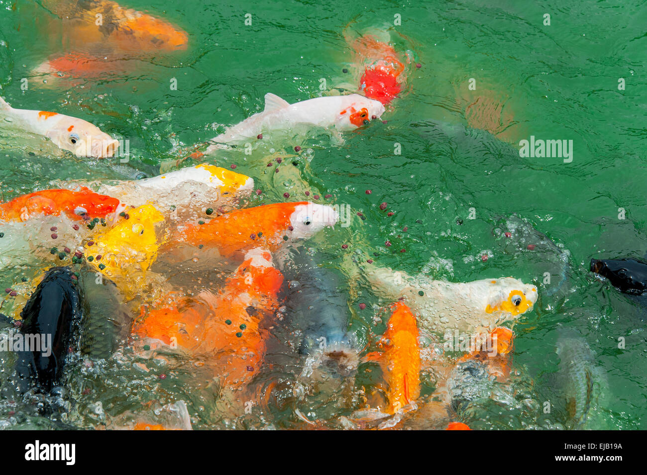 Colorful Koi carp Stock Photo - Alamy