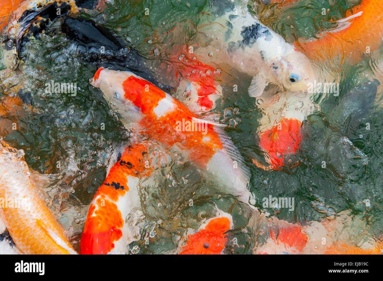 Colorful Koi carp Stock Photo - Alamy