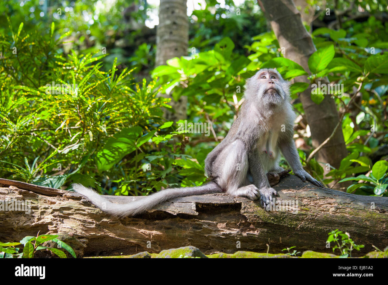 monkey in the jungle Stock Photo - Alamy