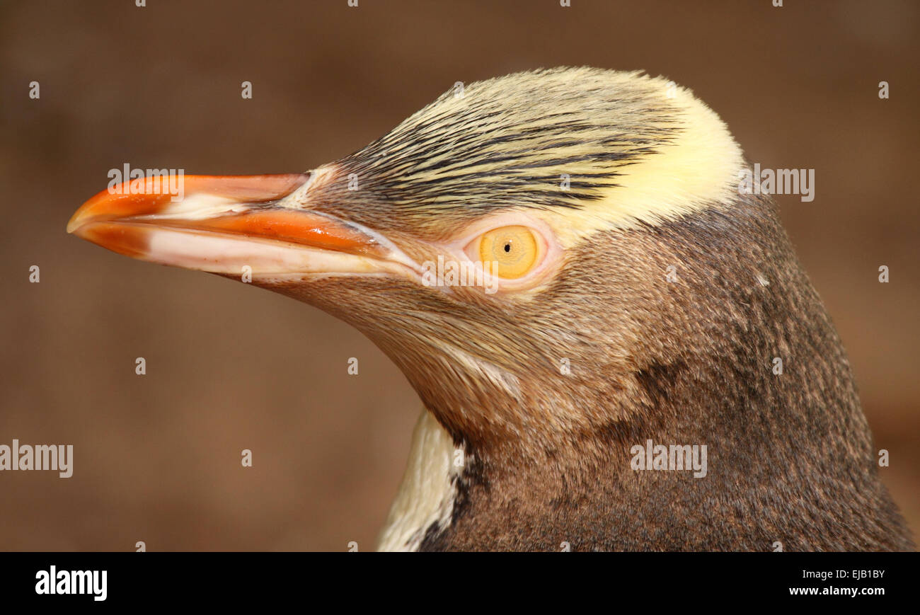 Hoiho penguin hi-res stock photography and images - Alamy