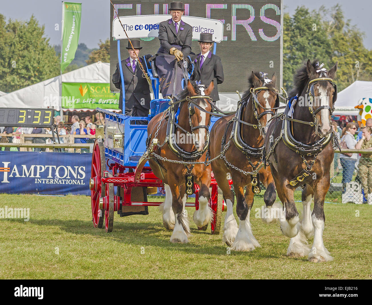Shire horse pulling cart hi-res stock photography and images - Alamy