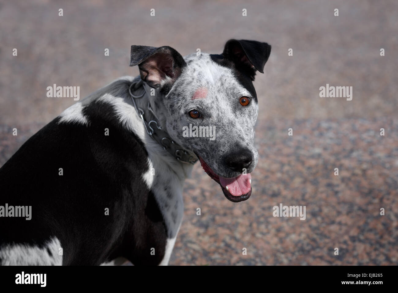 dog with Shingles Stock Photo - Alamy