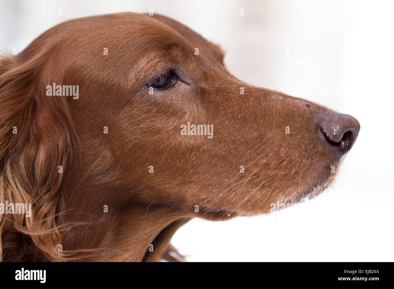 Red setter nose hi-res stock photography and images - Alamy