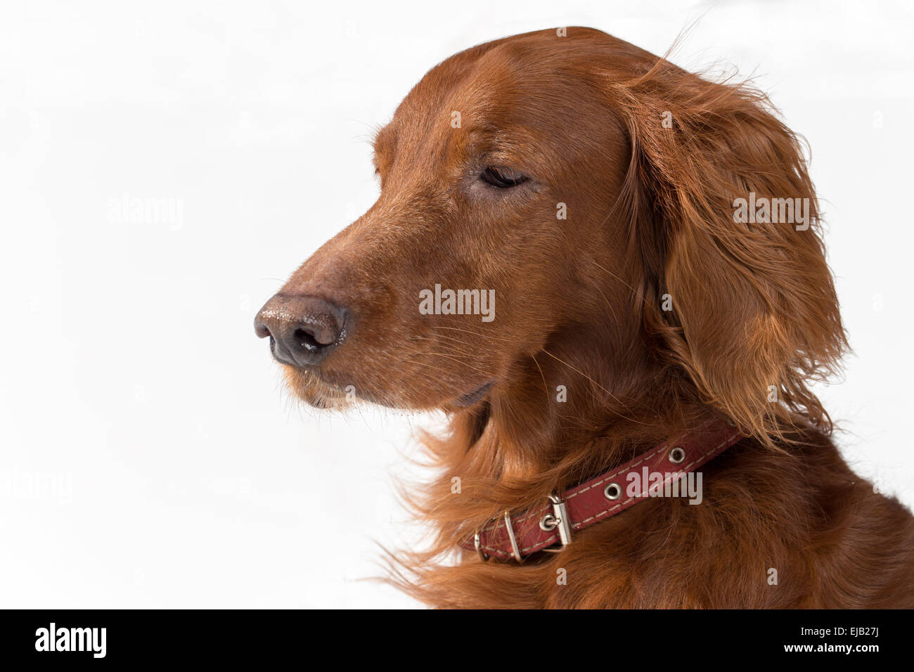 close-up Red Setter Stock Photo - Alamy