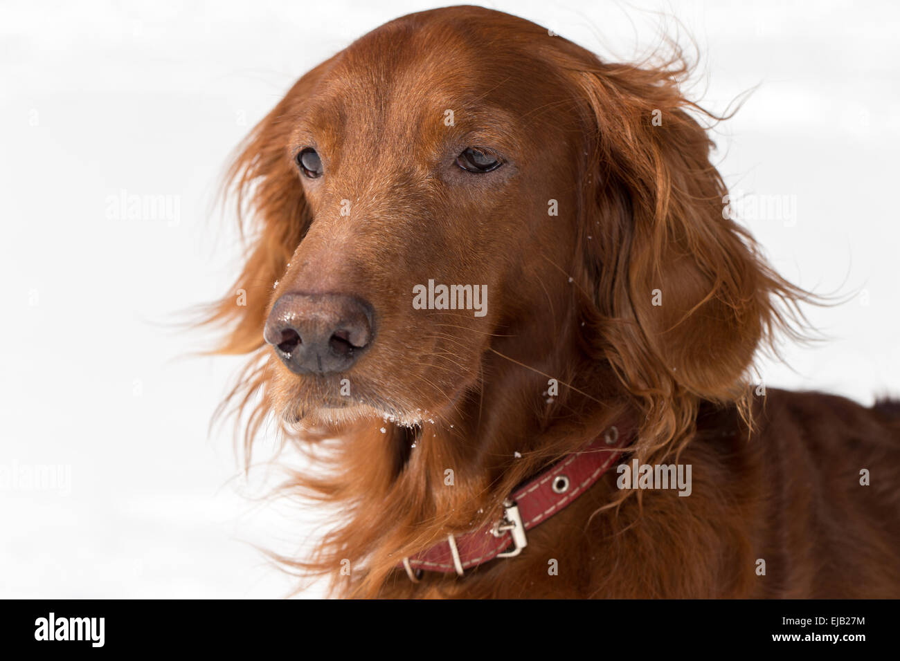 close-up Red Setter Stock Photo - Alamy