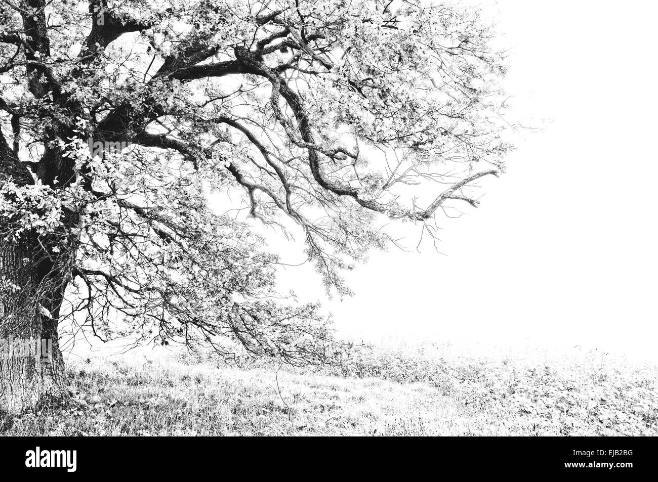 November comes Black and White Stock Photos & Images - Alamy