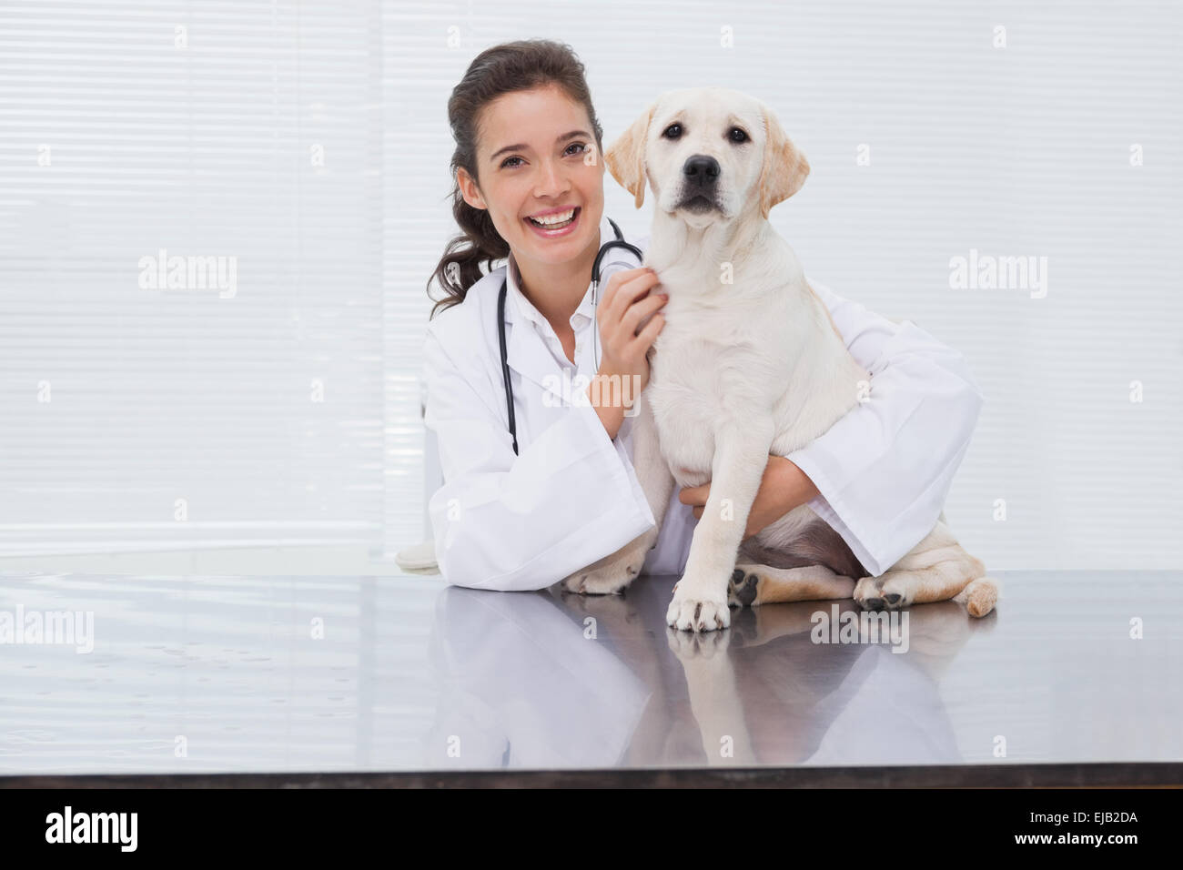 Smiling veterinarian examining a cute dog Stock Photo - Alamy