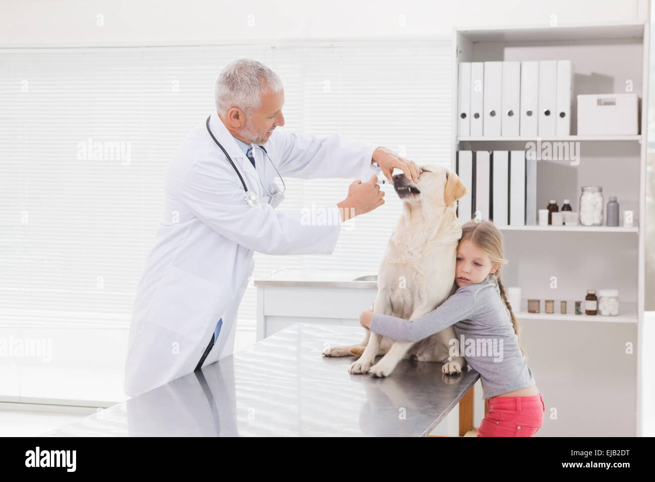 Vet examining a dog with its nervous owner Stock Photo - Alamy
