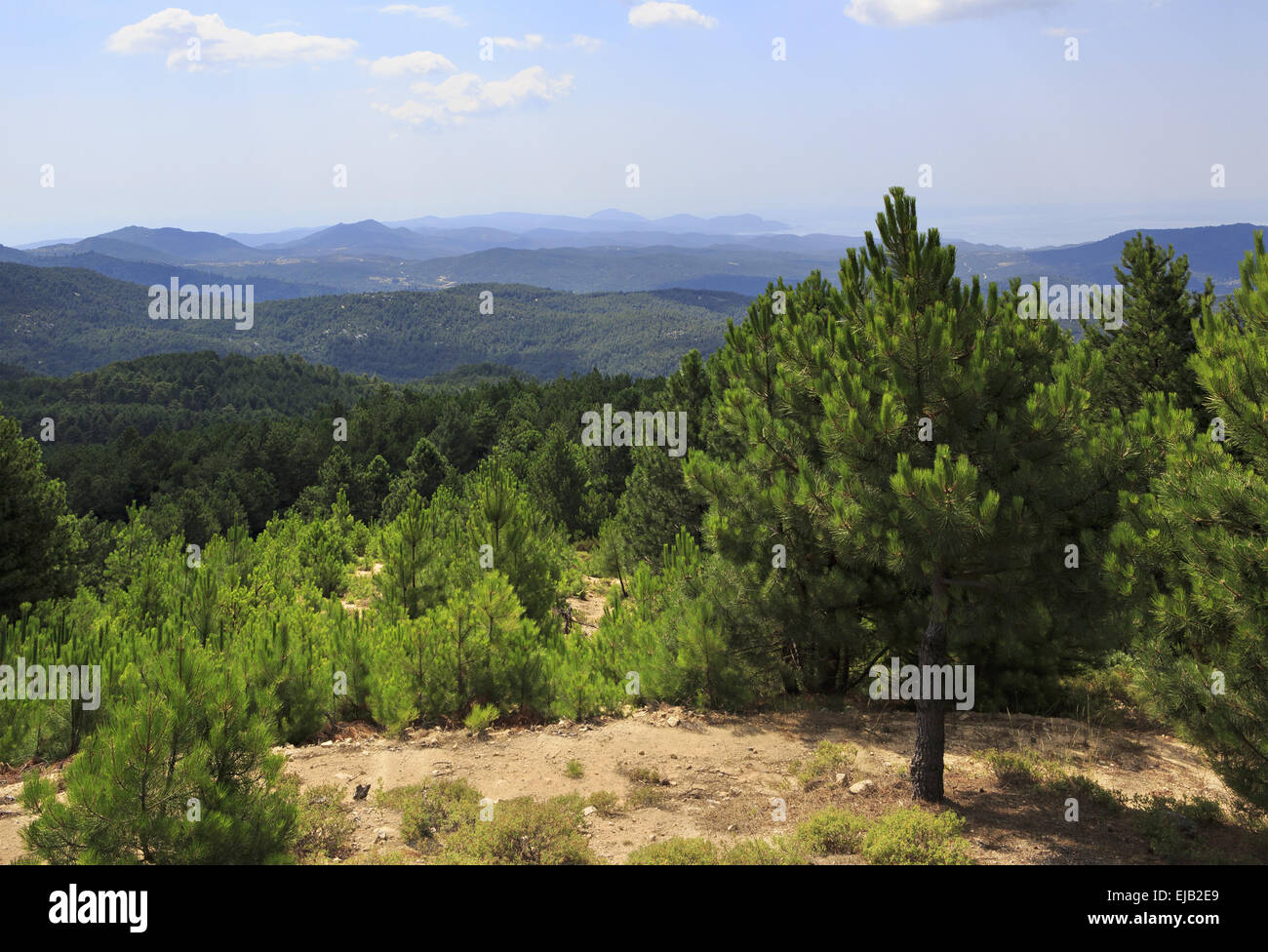 Scenic pine trees on a mountain top Stock Photo - Alamy